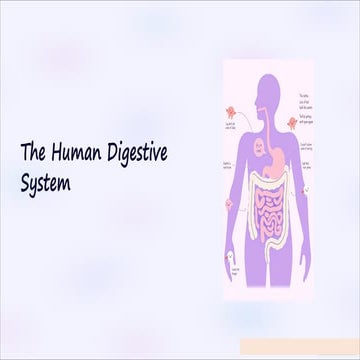 CH 15: The--Human--Digestive--System ppt | PDF
