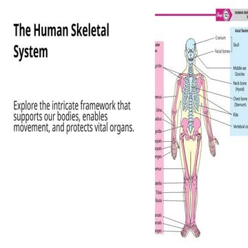 Anatomy of skeletal system.ppt