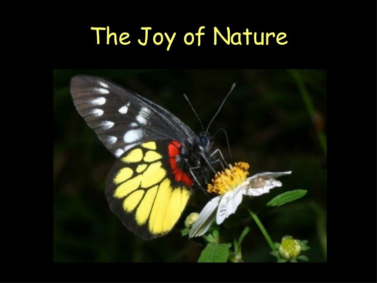 The Joy Of Nature
