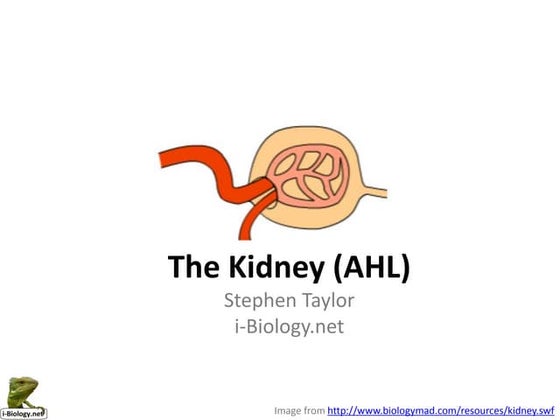 Human kidney,structure and functions of kidney | PPTX | Biological ...