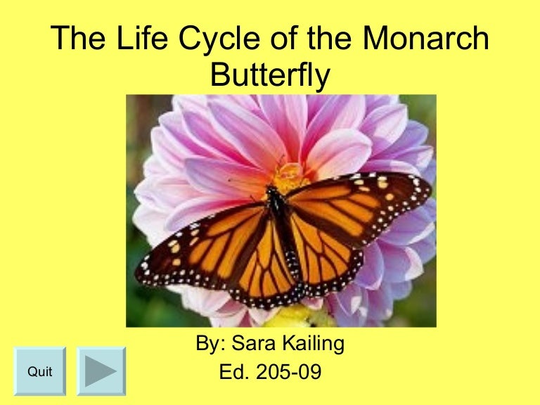 The Life Cycle Of The Monarch Butterfly