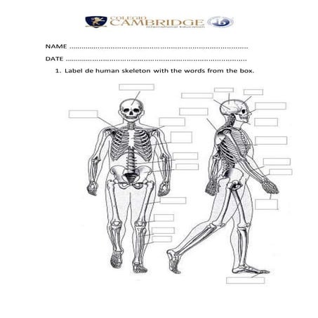 The musculoskeletal-system-tests 14242 | DOCX