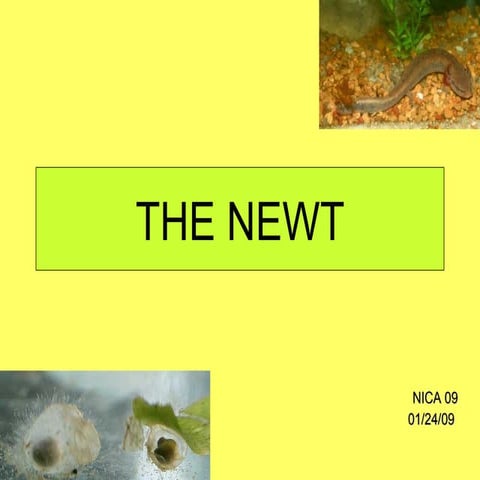 THE NEWT | PPT