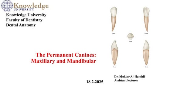 DENTAL ANATOMY OF PRIMARY MAXILLARY AND MANDIBULAR 2ND MOLAR . | PDF ...