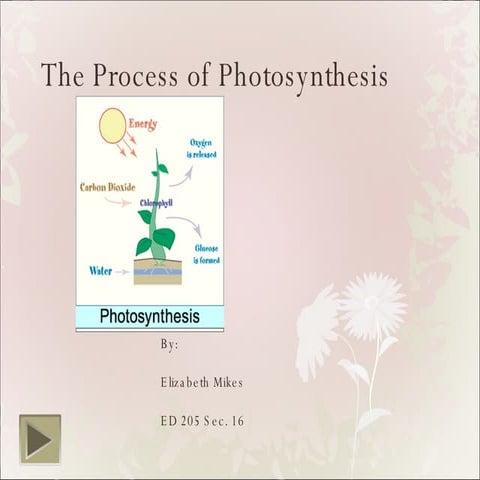 Process of Photosynthesis | PPT