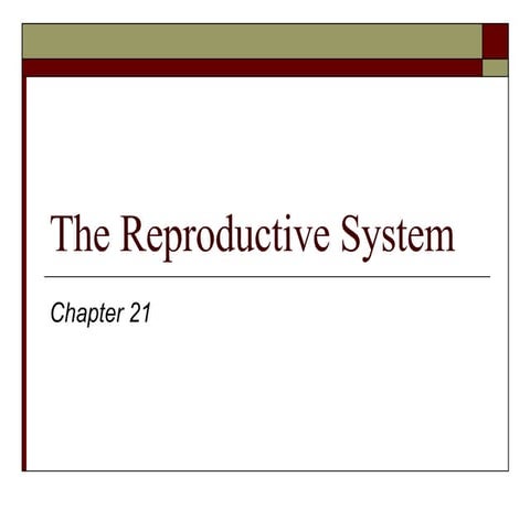 The Reproductive System | PPT