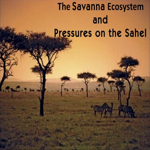 The Savanna Ecosystem | PPT