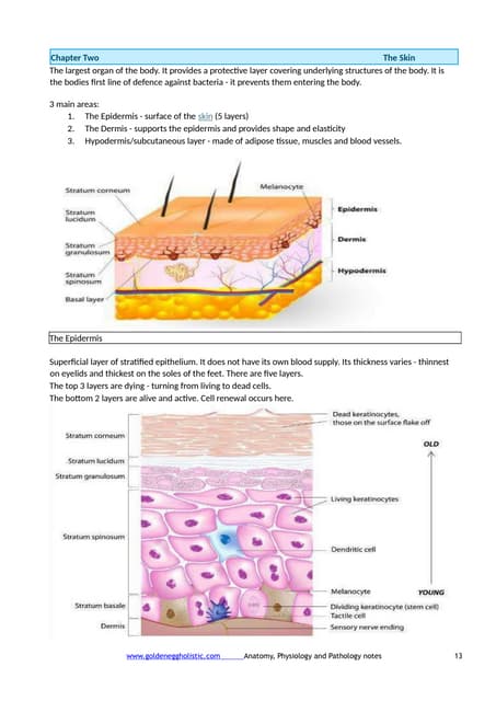 Skin: Structure and function of the skin | PPTX