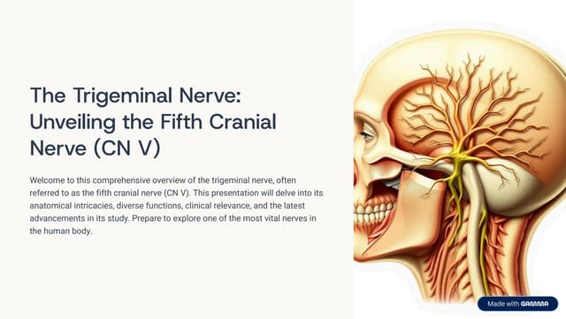 Dermatomes of upper limb- Dr.N.Mugunthan.MS