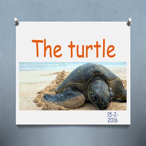 Turtles by Sara. | PPTX | Reptiles | Pets