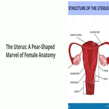 The-Uterus-A-Pear-Shaped-Marvel-of-Female-Anatomy (2).pptx
