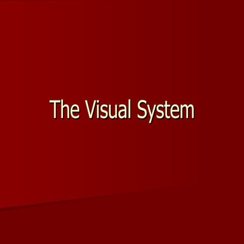 The Visual System | PPT