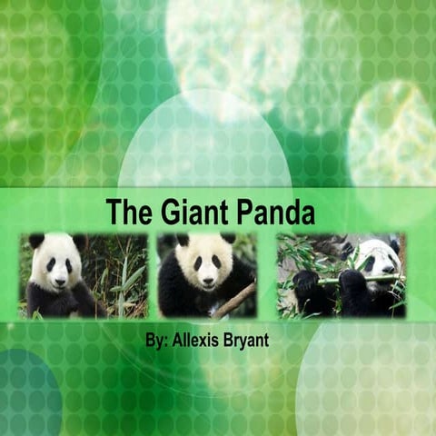 The Giant Panda | PPTX