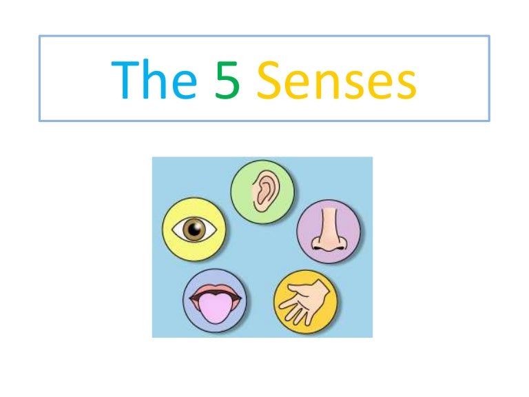 The 5 senses