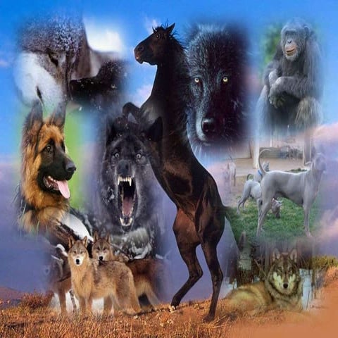 The Alpha Male ~ A Few Examples | PPT