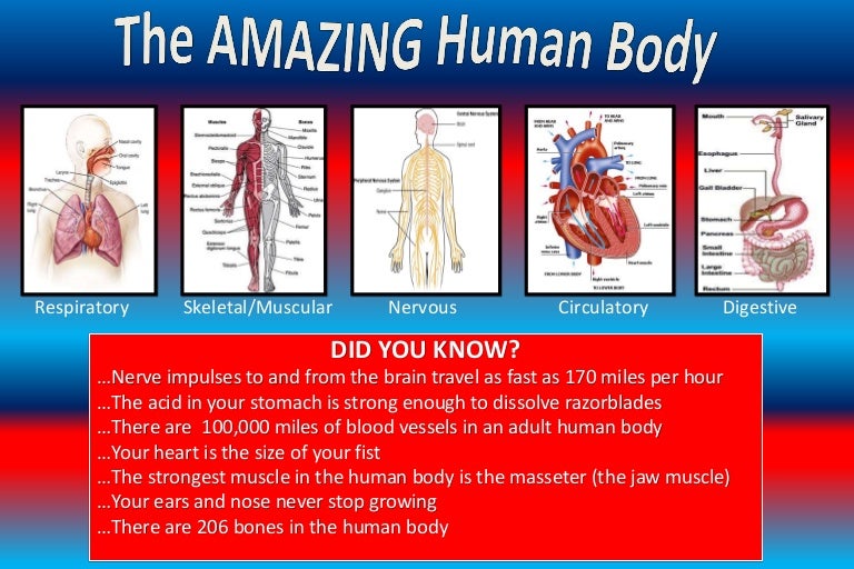 The Amazing Human Body
