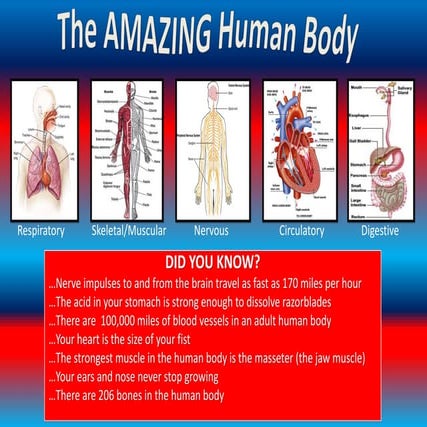 The Amazing Human Body | PPTX