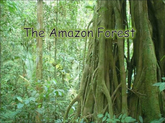 The Amazon Rainforest | PPT