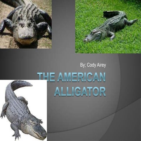 The american alligator | PPTX