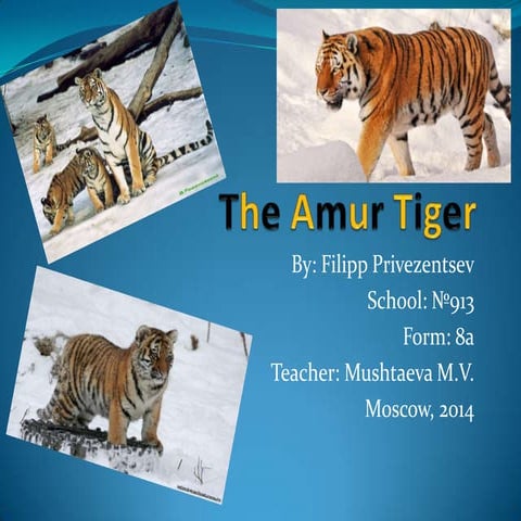 The Amur Tiger | PPTX