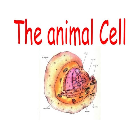 Introduction to the Animal Cell presentation | PPT
