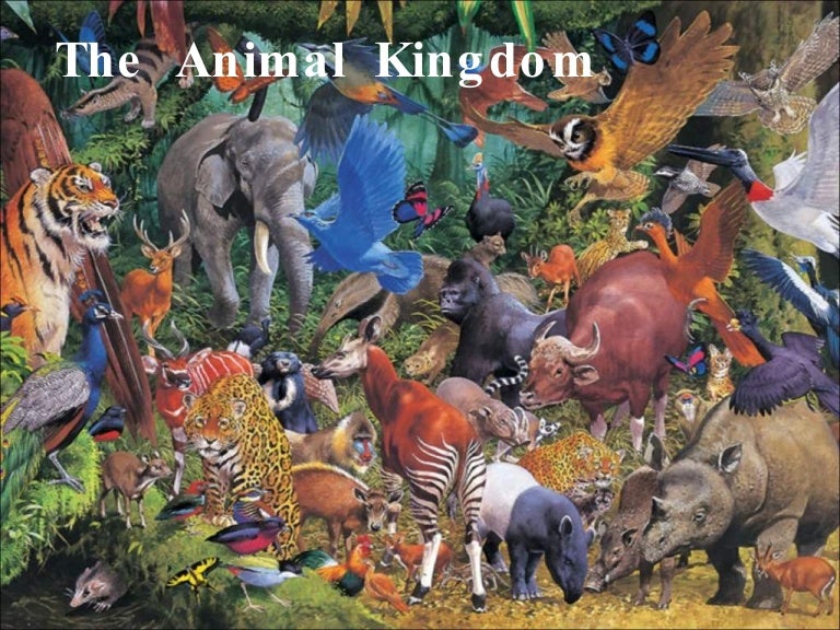 The animal kingdom