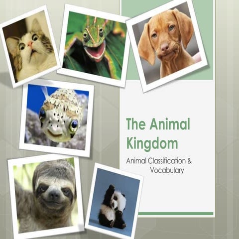 The Animal Kingdom | PPT