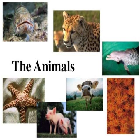 The Animal kingdom | PPTX