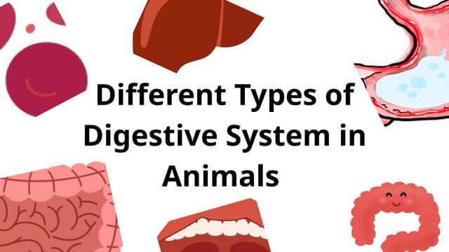 digestive system of ruminants.pptx