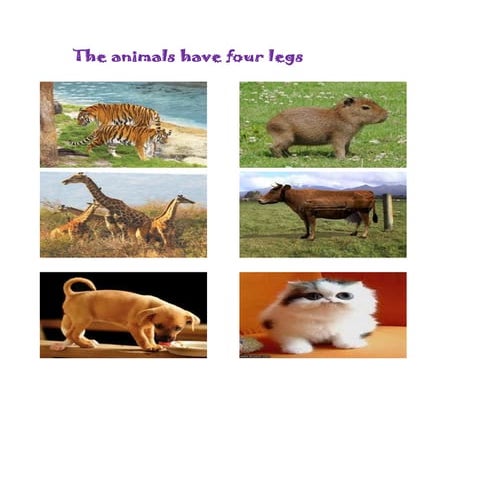 The animals have four legs | PDF