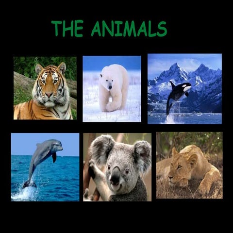 The animals | PPT