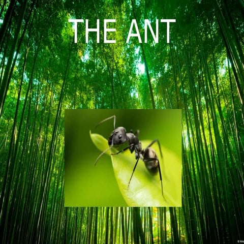 The ant | PPT