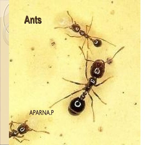 The ants | PPT