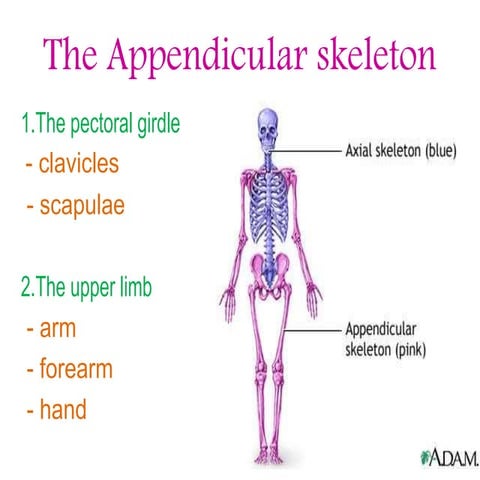 Appendicular Skeleton Diagram