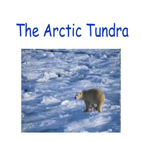 The artic tundra | PPT