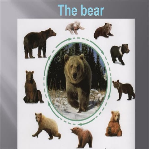 The Bear | PPT
