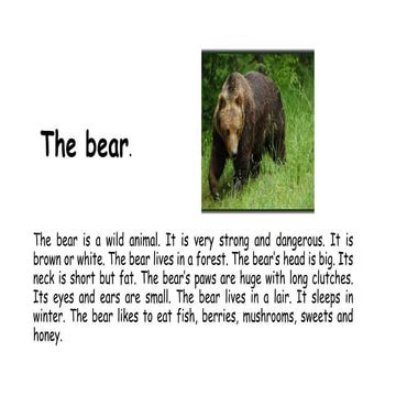 The bear, amazing animal | PPT