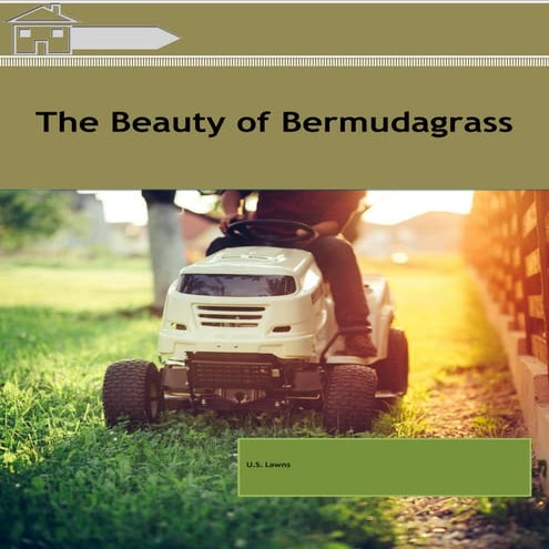 The beauty of bermudagrass | PDF