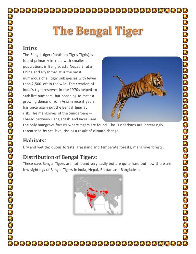 The Bengal Tiger