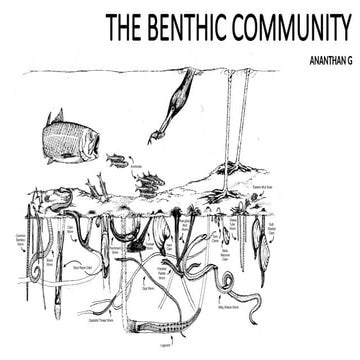 Benthic life forms dwelling on ocean floor surfaces.pptx