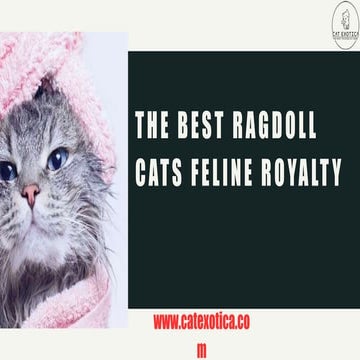 The Best Ragdoll Cats Feline Royalty.pptx