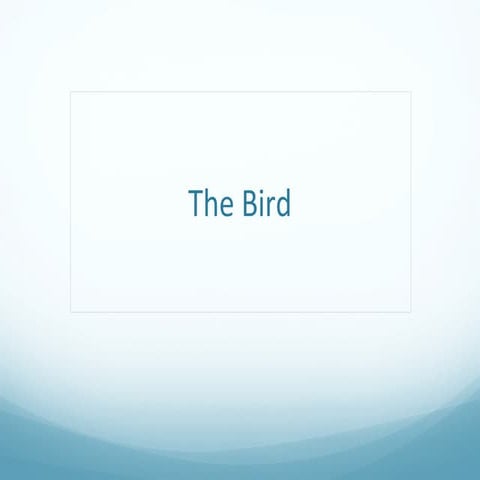 Birds ppt