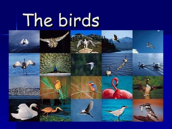 Environmental Science (EVS) : Birds (Class III) | PDF | Birdwatching ...