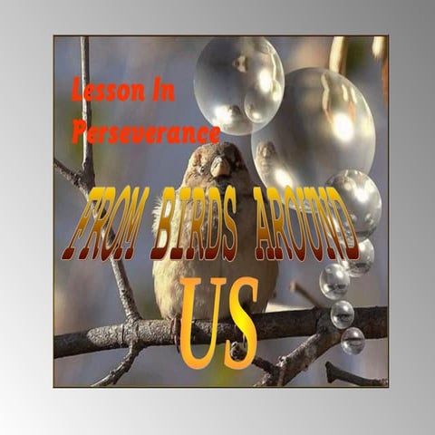 Learn from birds | PPT | Birdwatching | Hobbies & Interests