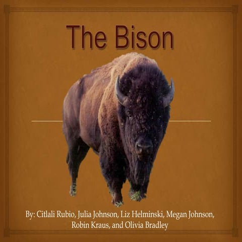 The bison | PPTX | Rodeo | Sports