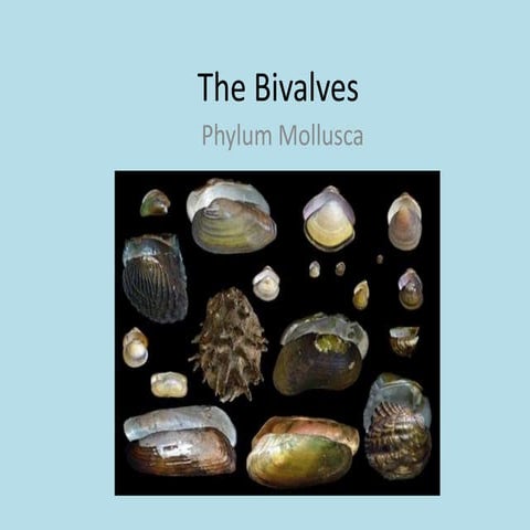 The bivalves | PPTX | Zoos & Aquariums | Attractions