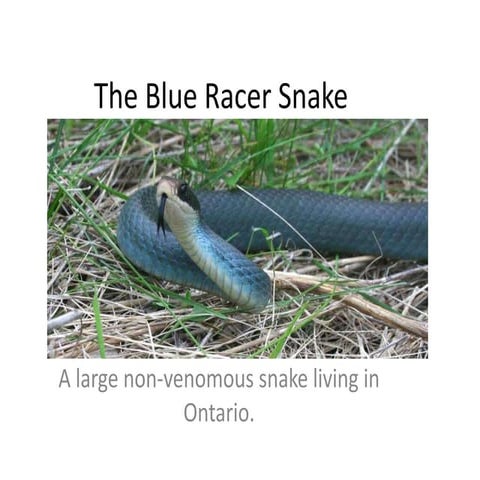 The blue racer snake | PPTX | Reptiles | Pets