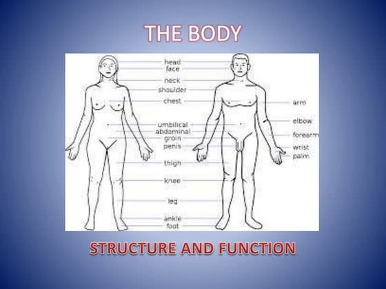 Lesson 2 tendons, ligaments, cartilage and joints | PPT