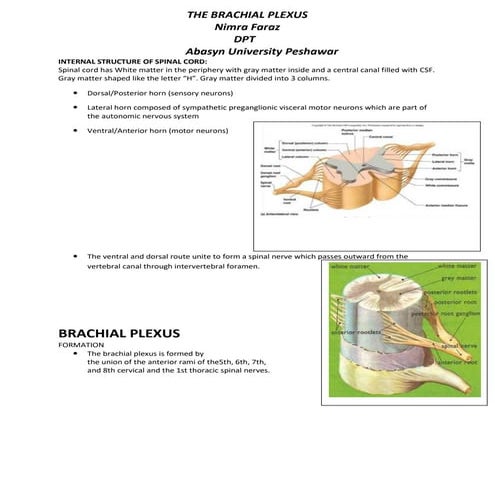 THE BRACHIAL PLEXUS.docx