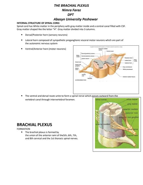 Anatomy of brachial plexus (basic anatomy) | PPT